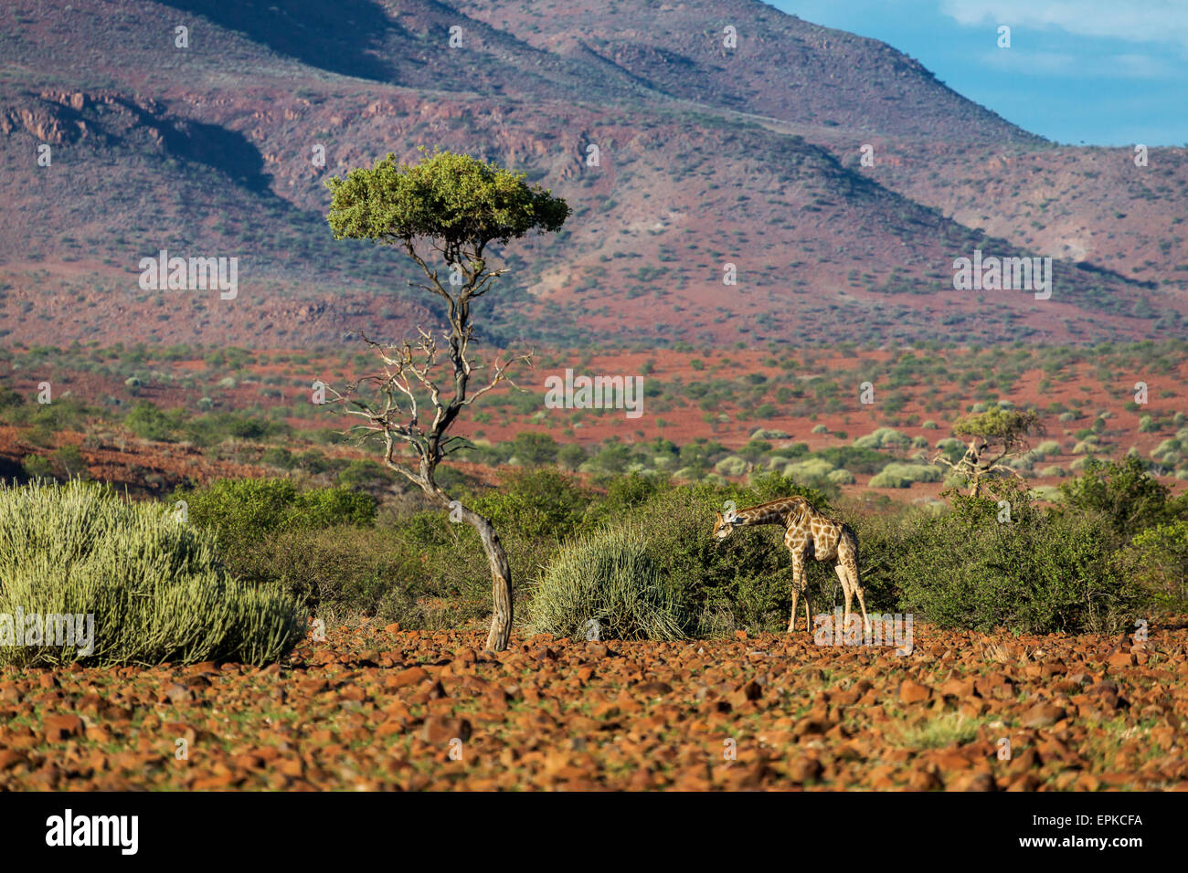 Giraffe wildlife africa hi-res stock photography and images - Alamy