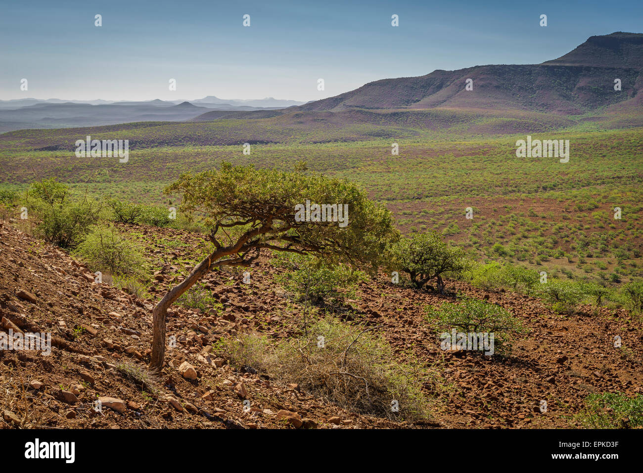Acacia tree and open spaces by Etendeka Mountain Lodge, Namibia, Africa ...