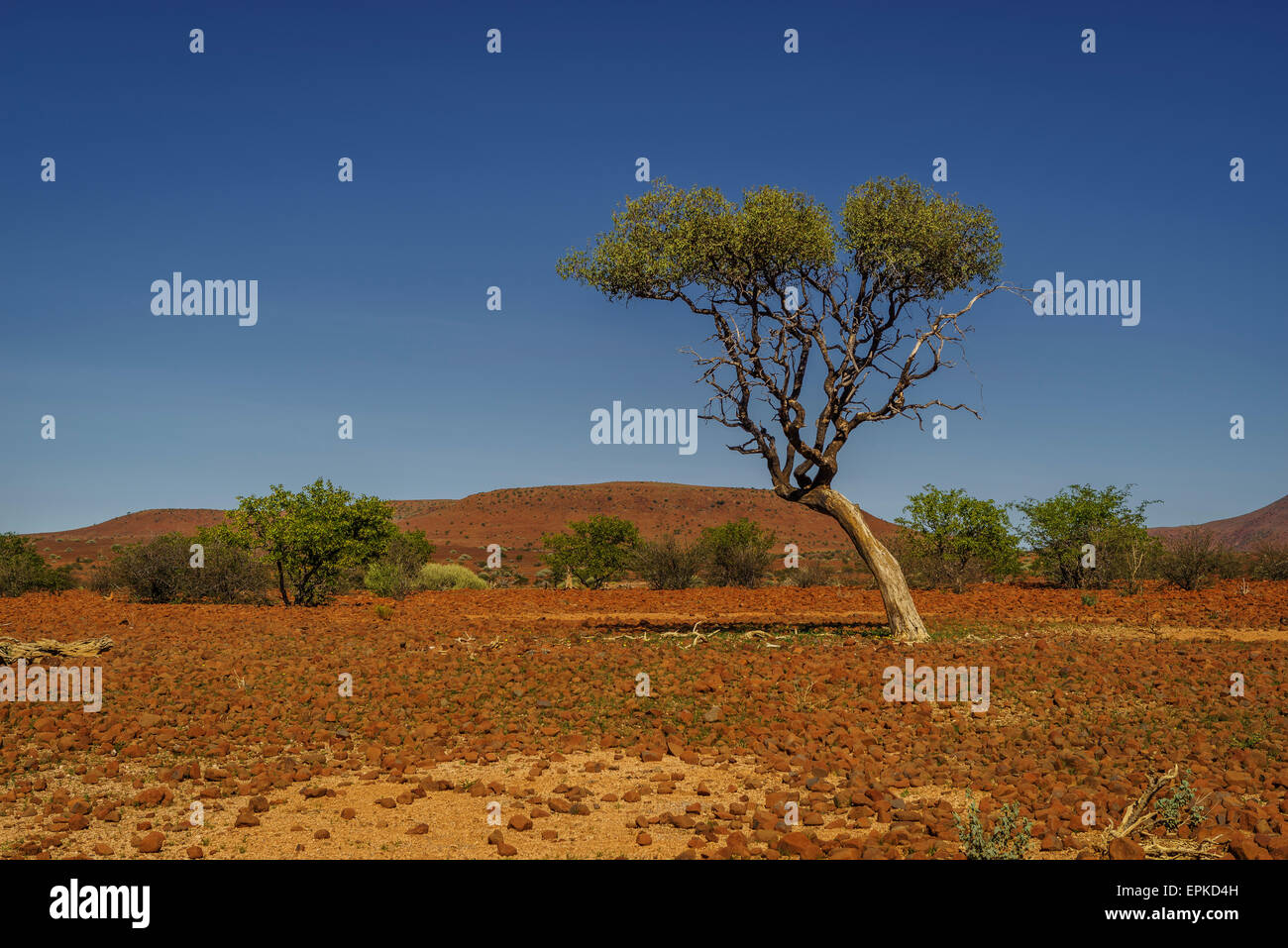 Rocks and acacia tree by Etendeka Mountain Lodge, Namibia, Africa Stock ...