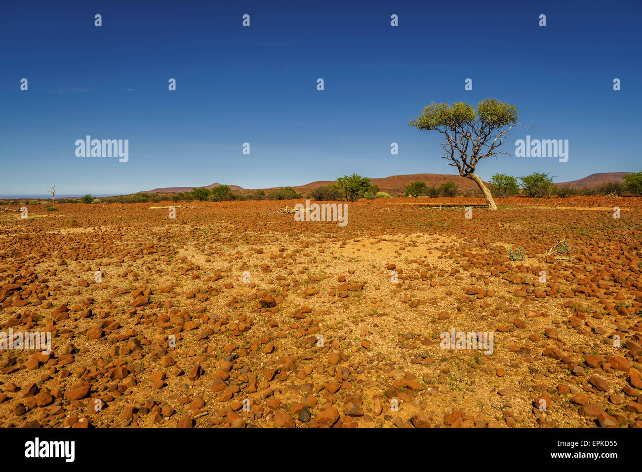 Rocks and acacia tree by Etendeka Mountain Lodge, Namibia, Africa Stock ...