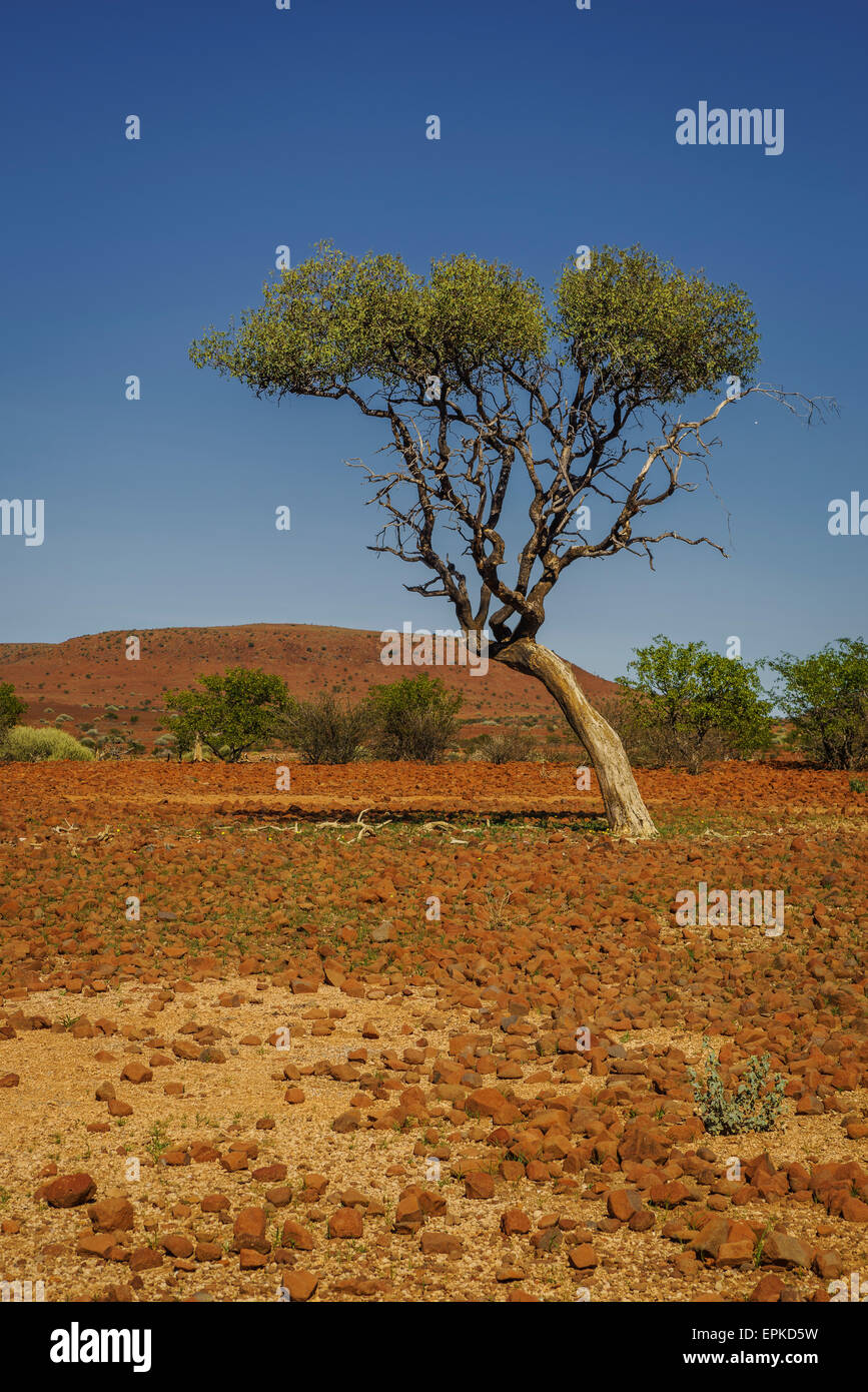 Rocks and acacia tree by Etendeka Mountain Lodge, Namibia, Africa Stock ...