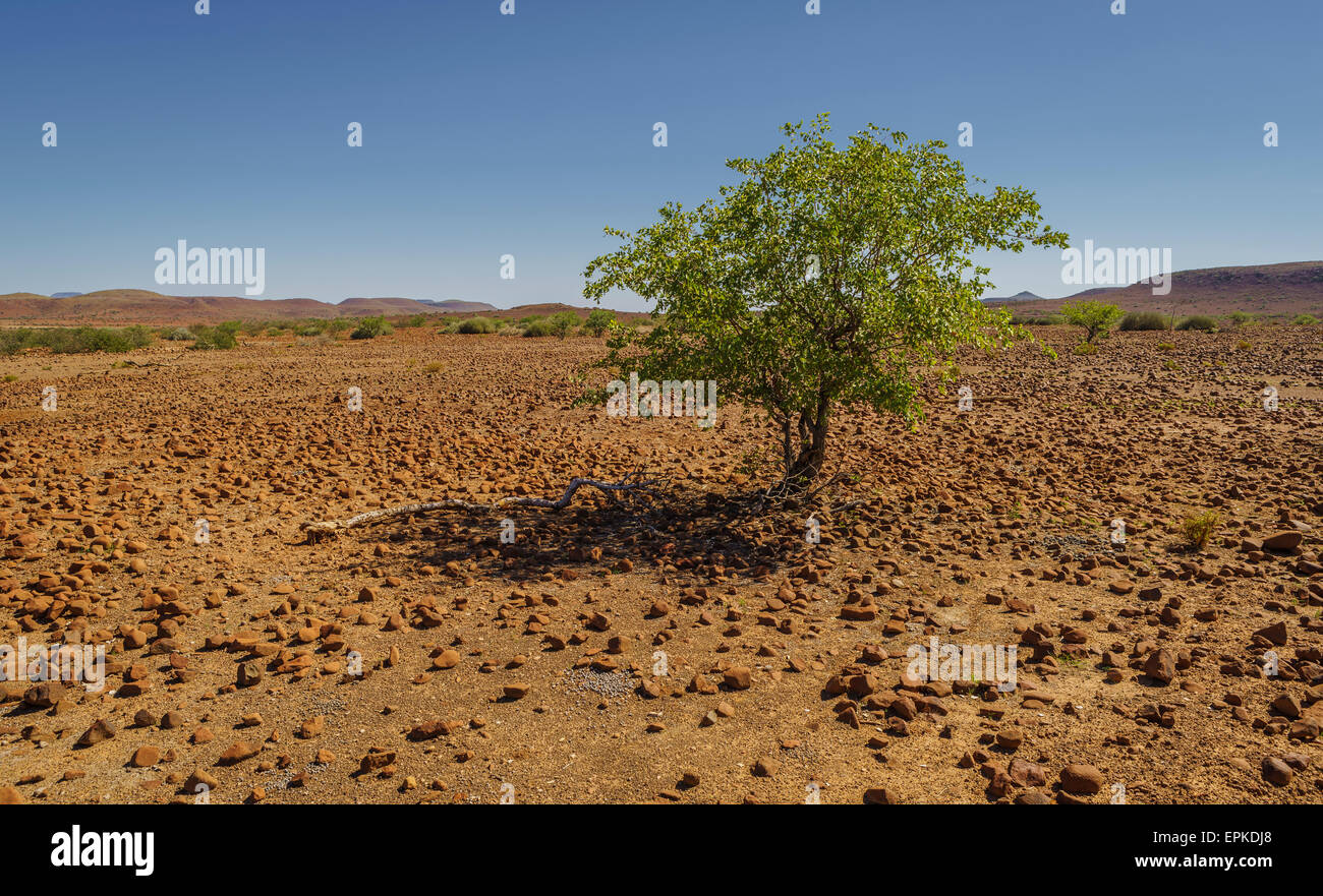 Rock and trees by Etendeka Mountain Lodge, Namibia, Africa Stock Photo ...