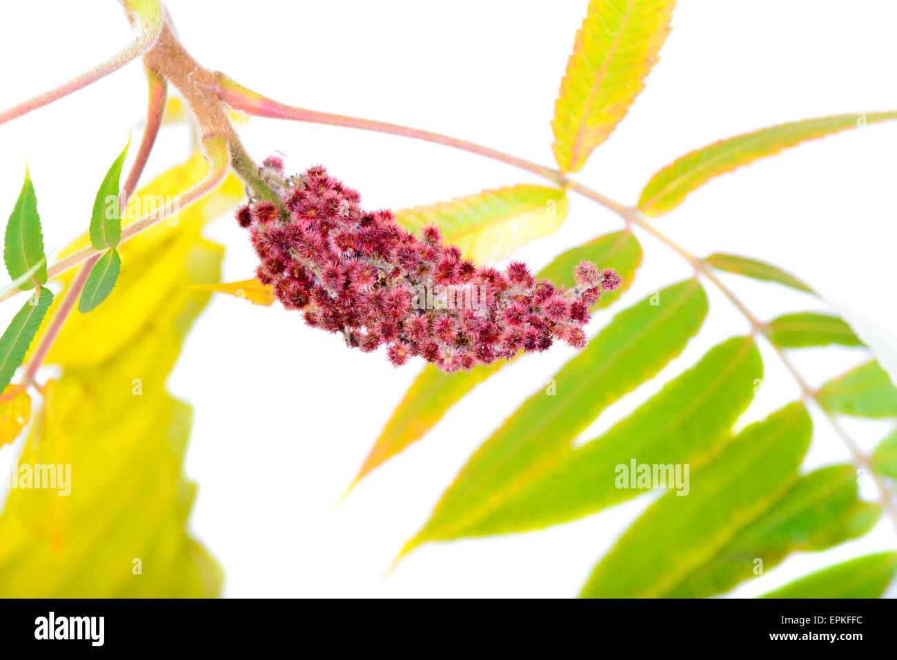 Rhus typhina flower Stock Photo - Alamy