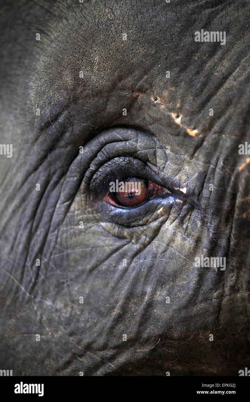 Eye of the elephant Stock Photo - Alamy
