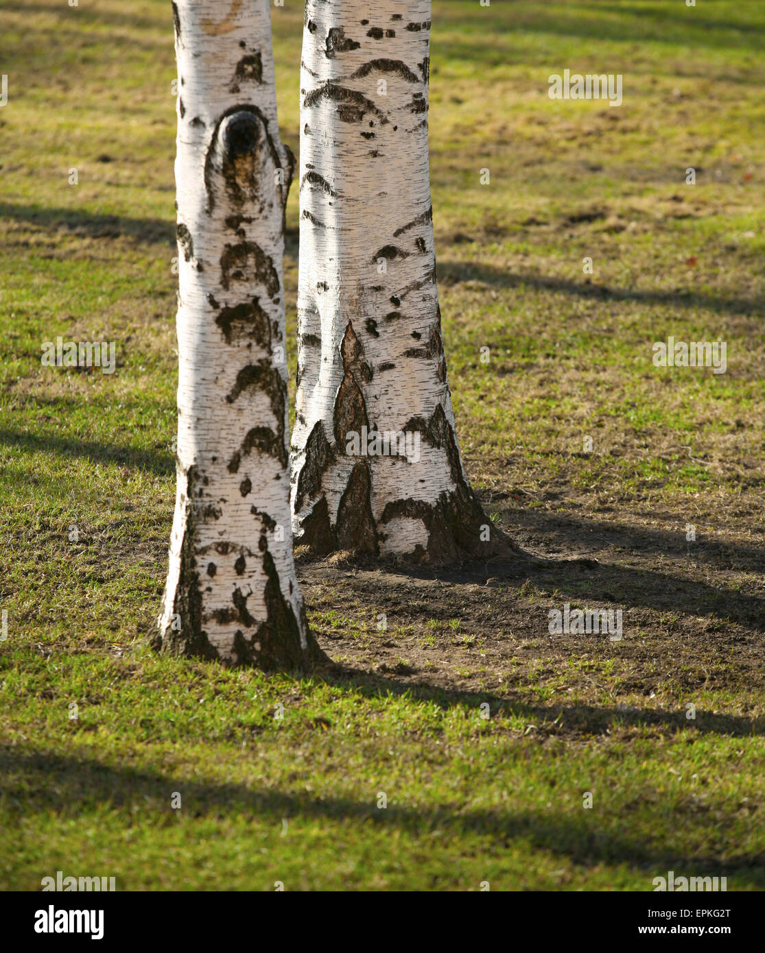 Birchs hi-res stock photography and images - Alamy