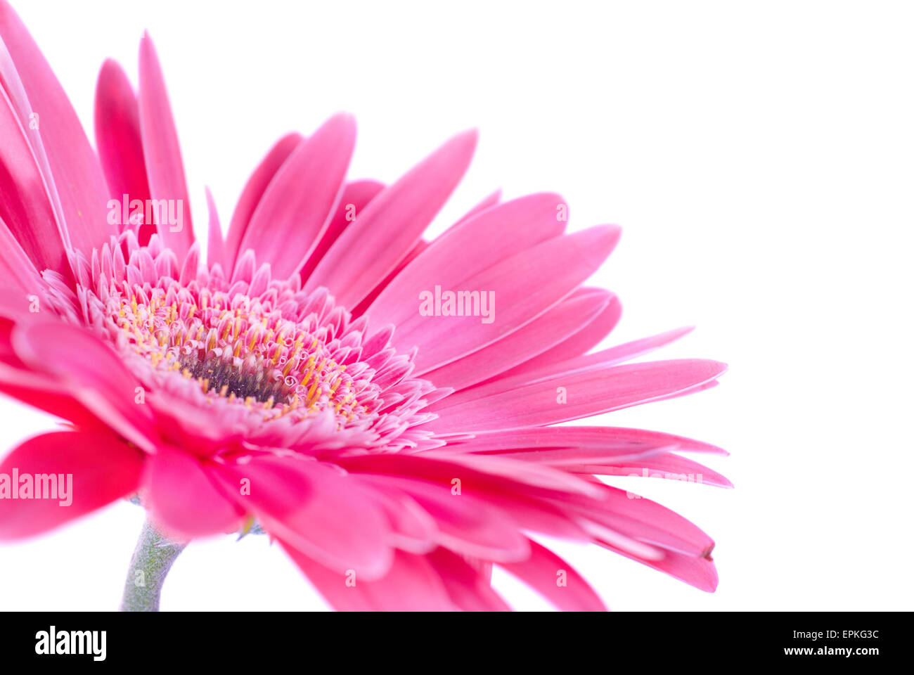 Flower peta hi-res stock photography and images - Alamy
