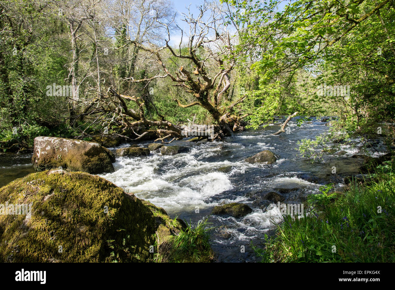 River Dwyfor, Llanystumdwy Stock Photo - Alamy