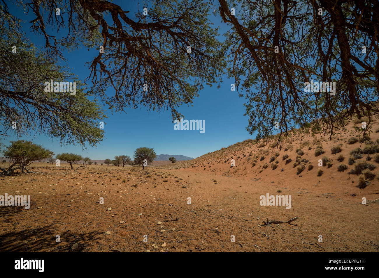 Trees, Okonjima, Namibia, Africa Stock Photo - Alamy