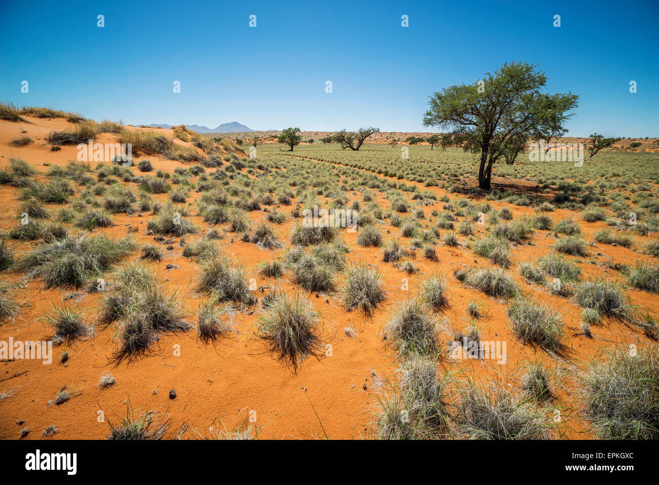 Trees, Okonjima, Namibia, Africa Stock Photo - Alamy