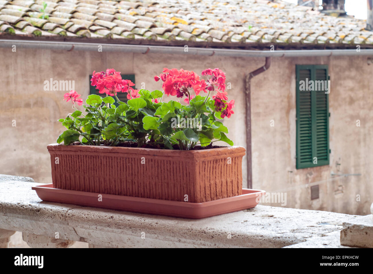 Red geranium flowers in pot Stock Photo - Alamy