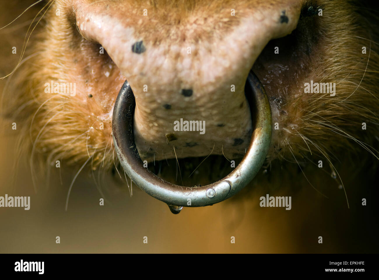 Nose ring of a Scotland highland cattle Stock Photo - Alamy