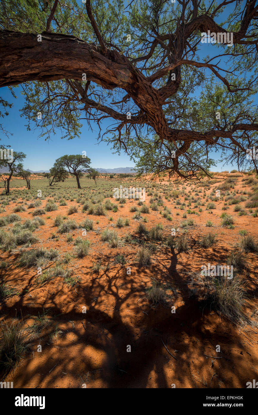 Trees, Okonjima, Namibia, Africa Stock Photo - Alamy