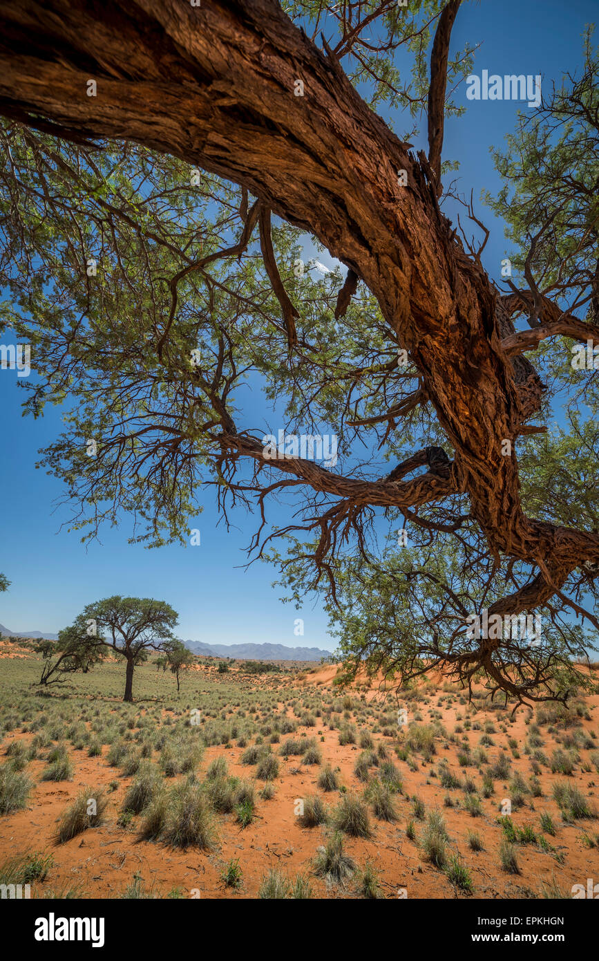 Trees, Okonjima, Namibia, Africa Stock Photo - Alamy