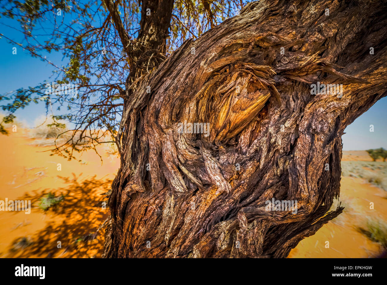 Large tree bark, Okonjima, Namibia, Africa Stock Photo - Alamy