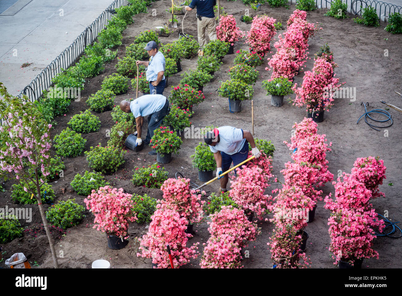Workers landscape the entrance to an apartment building in in Chelsea ...