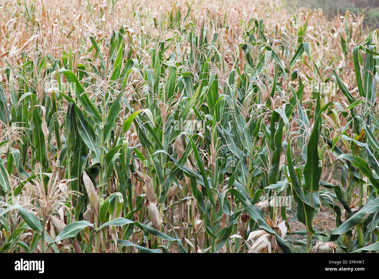 Gmo corn hi-res stock photography and images - Alamy