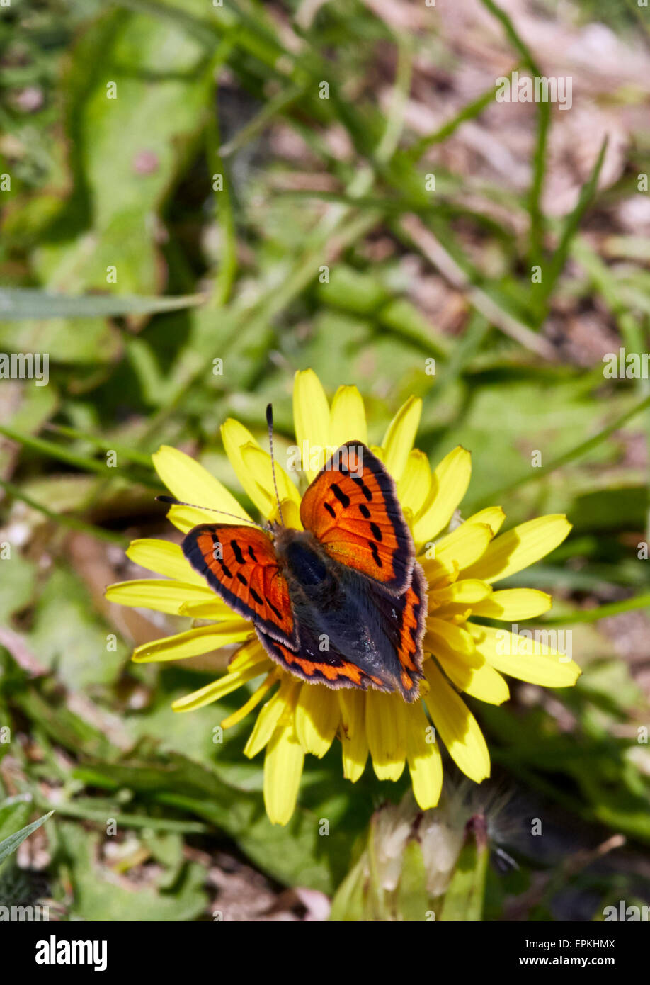 Small Copper. Hutchinson's Bank Nature Reserve, New Addington, Surrey ...
