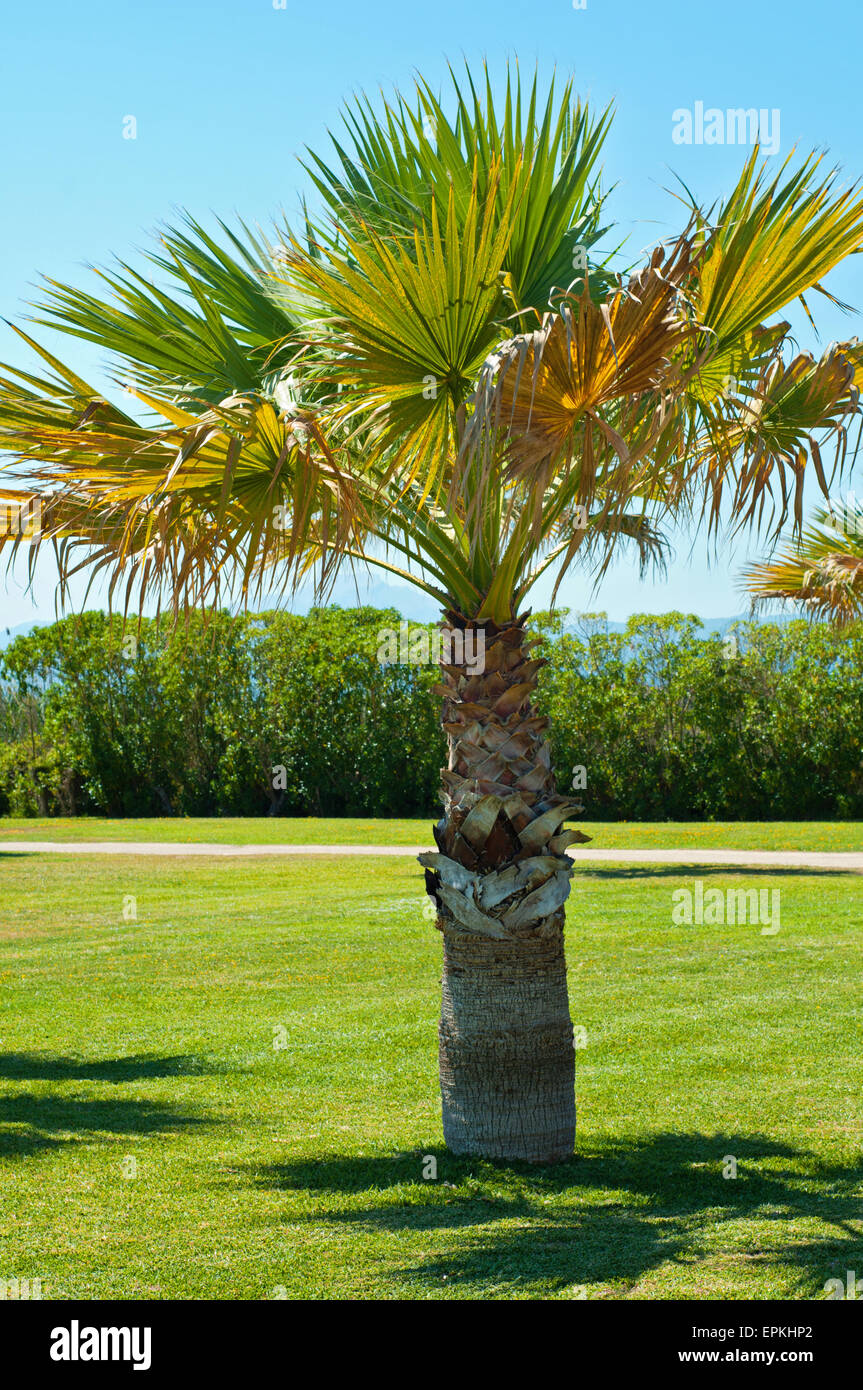 Lonely palm in park Stock Photo - Alamy