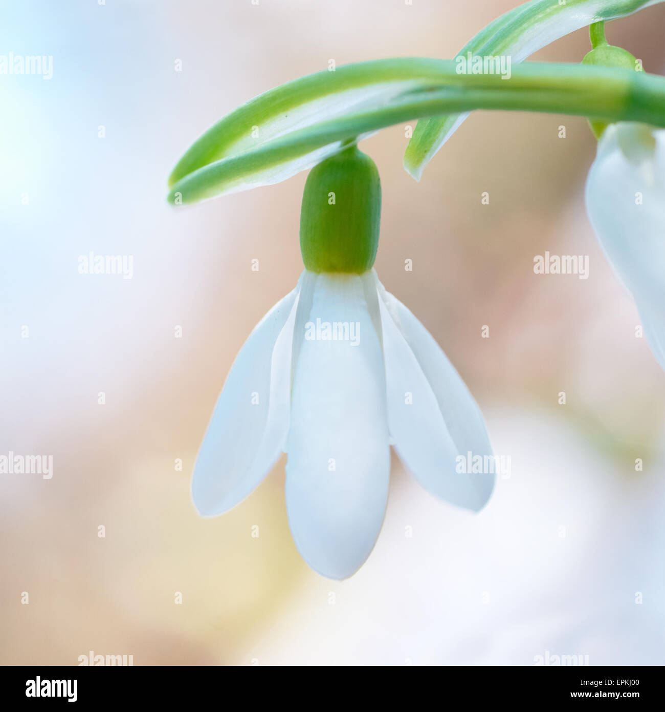 Spring snowdrop flower Stock Photo - Alamy