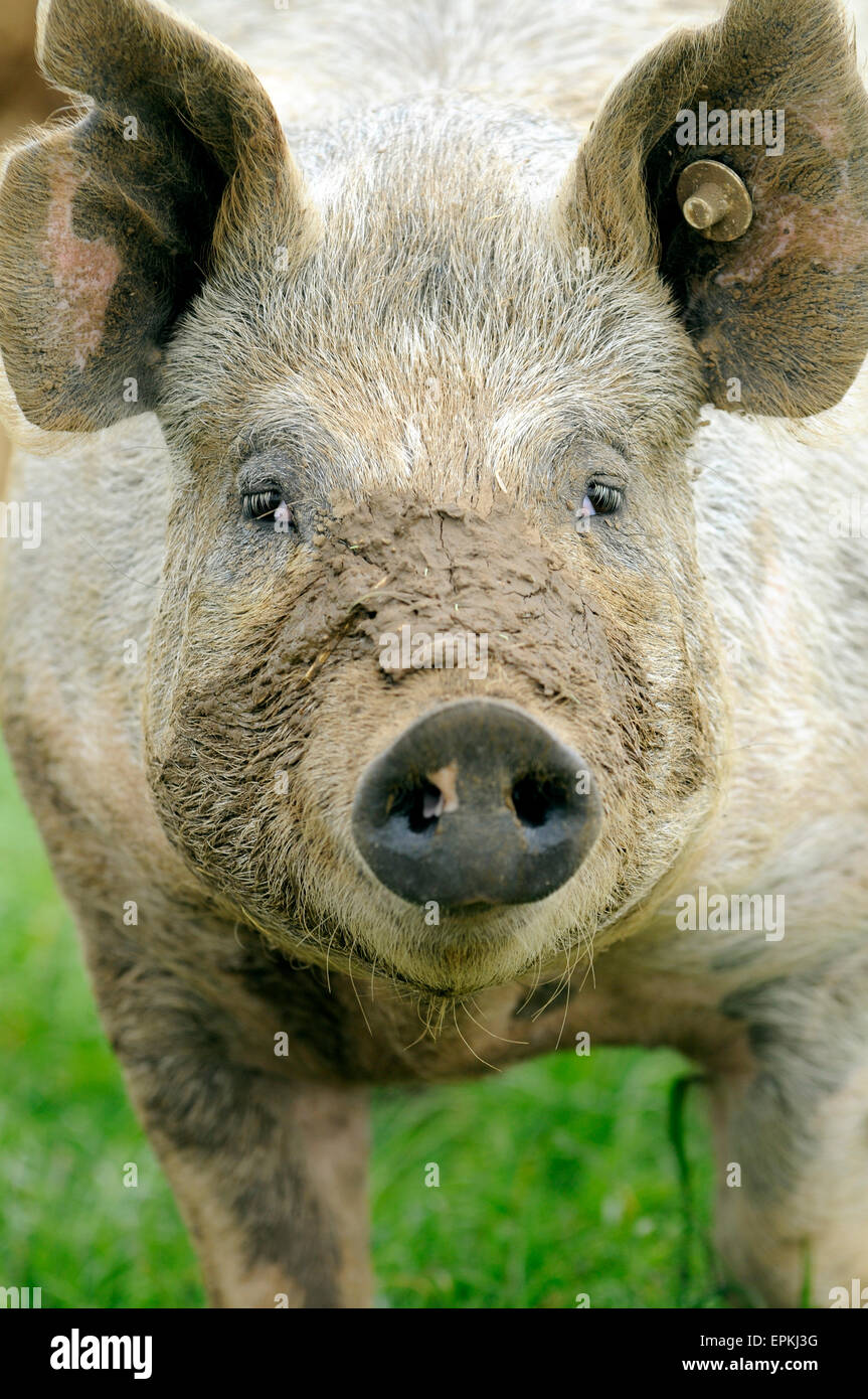 Pig on a organic farm in england UK europe Stock Photo - Alamy