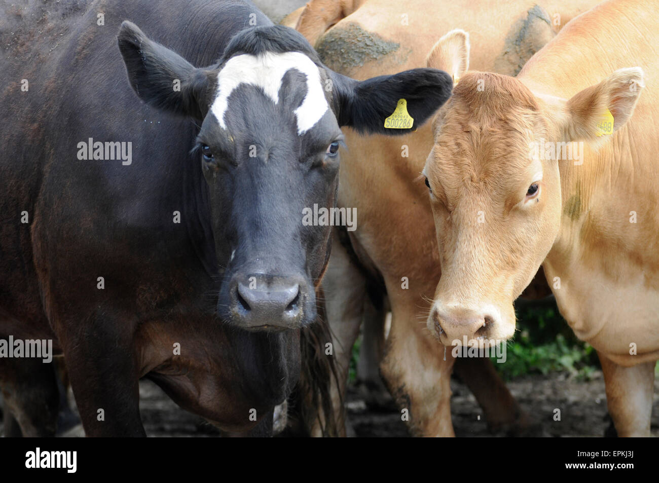Cows on farm Stock Photo - Alamy