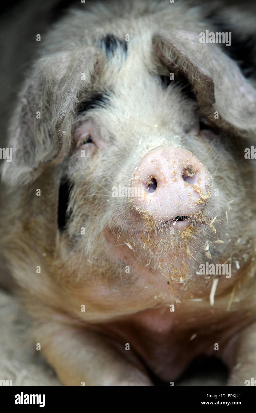 Domestic pig (Sus scrofa domestica) is situated in the shed Stock Photo ...