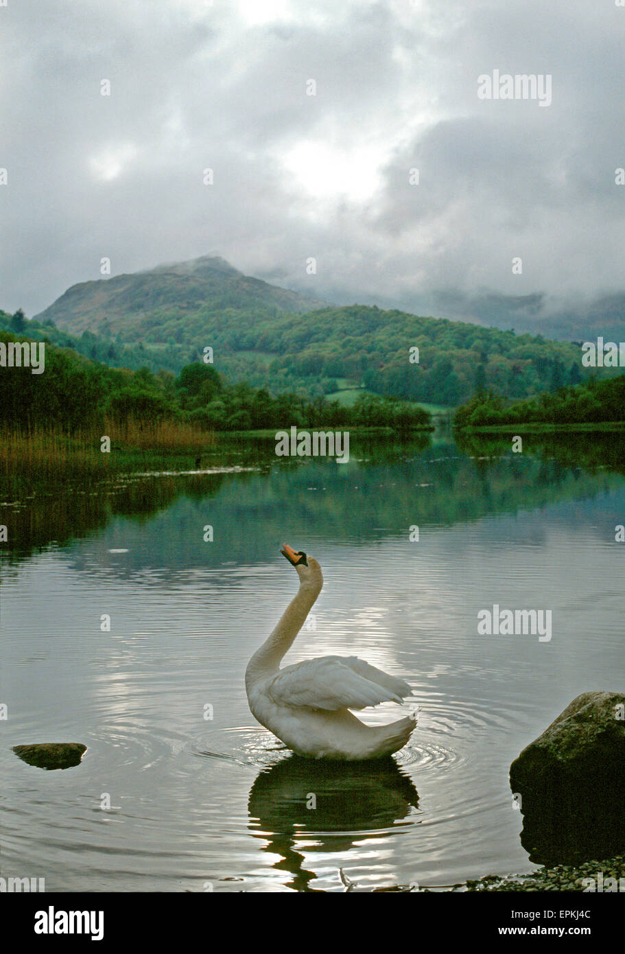 Lonesome Swan on lake in the Lake District, UK Stock Photo - Alamy