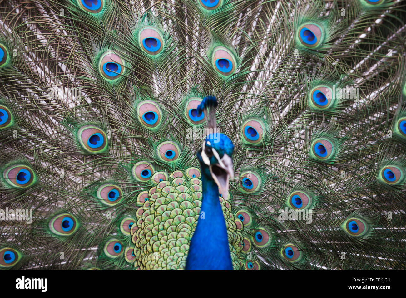 Peacock blue hi-res stock photography and images - Alamy