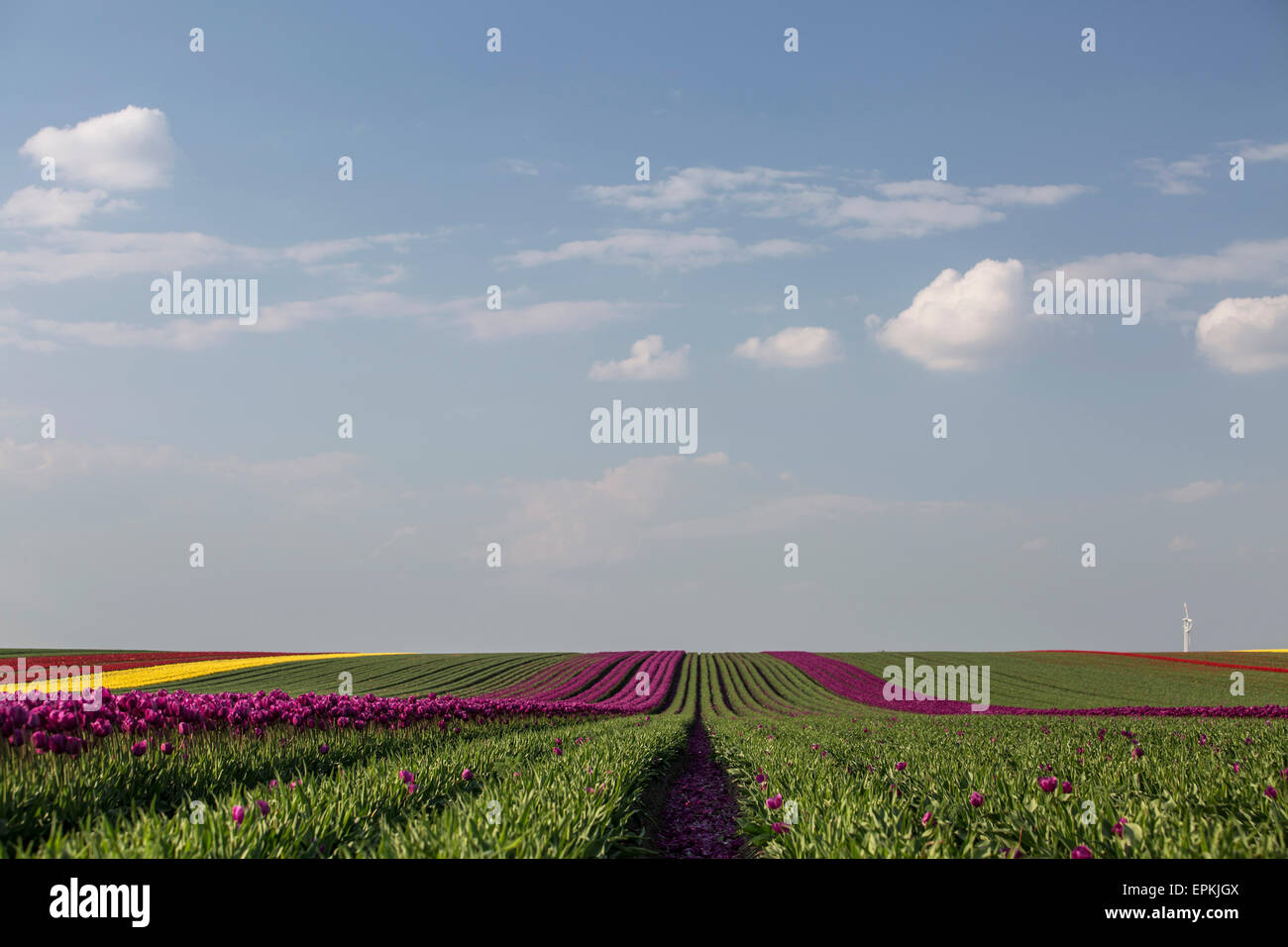 Germany, tulip fields with wind wheel in the background Stock Photo - Alamy