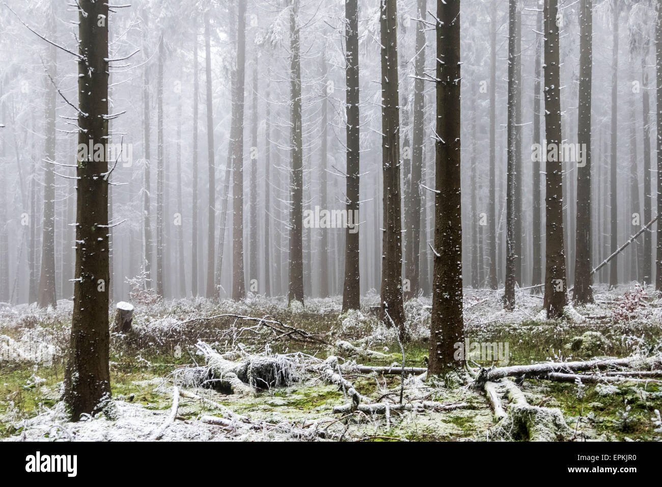Hesse forest hi-res stock photography and images - Alamy