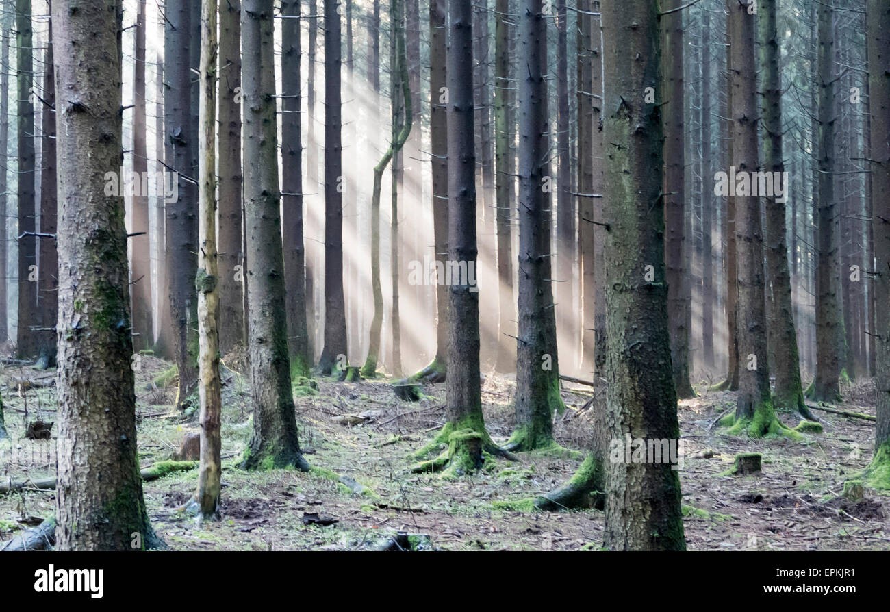 Hesse forest hi-res stock photography and images - Alamy