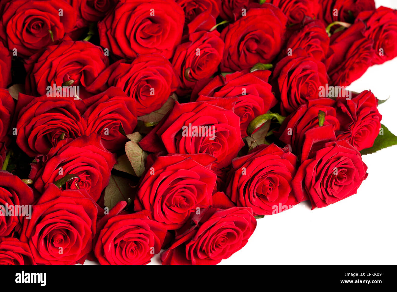 many red roses in shallow DOF Stock Photo - Alamy