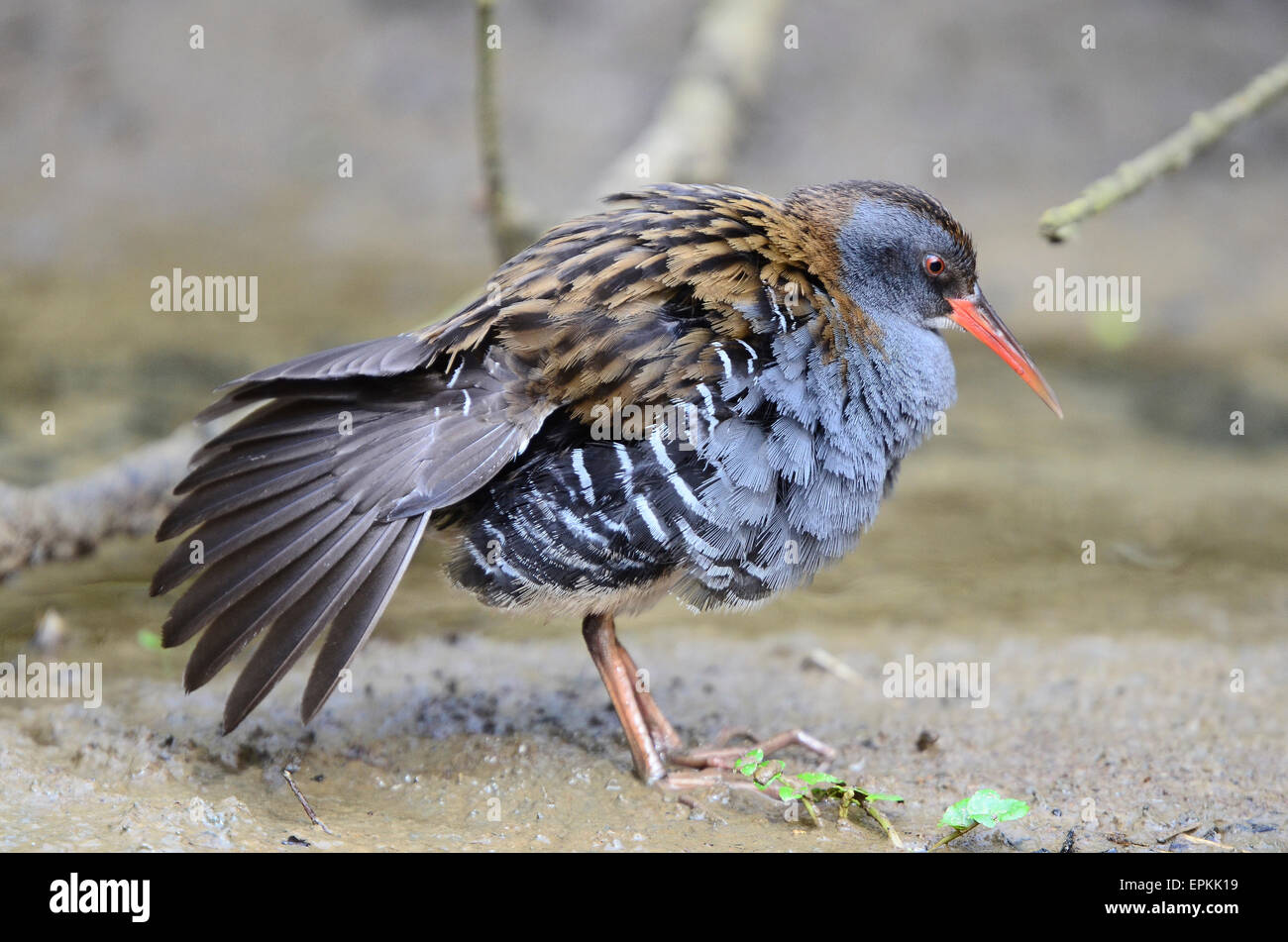 Wing Stretching Bird High Resolution Stock Photography and Images - Alamy