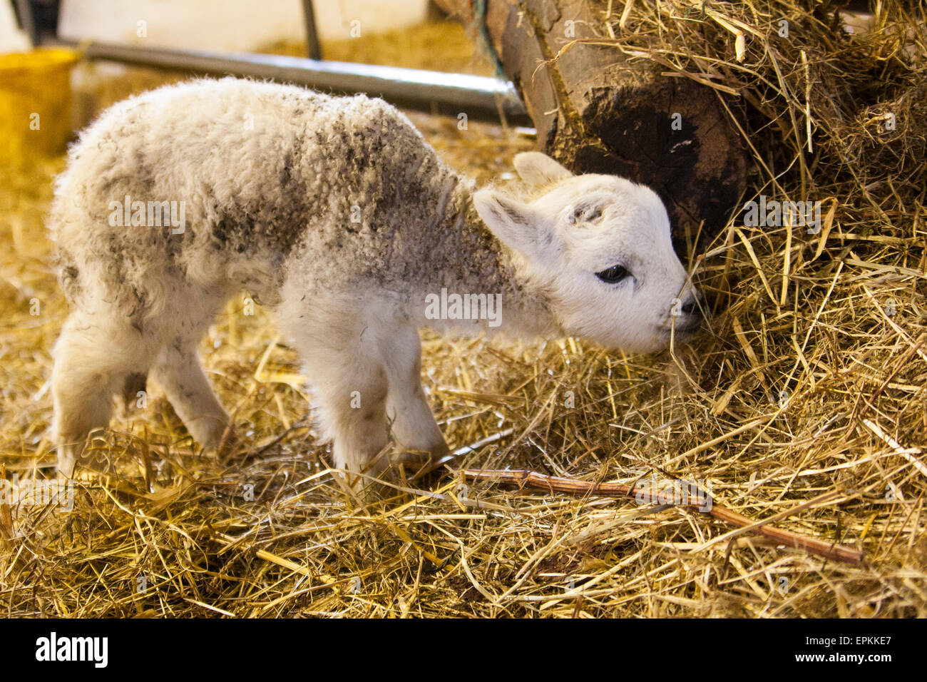 Cute Spring Lamb Portrait Stock Photo - Alamy