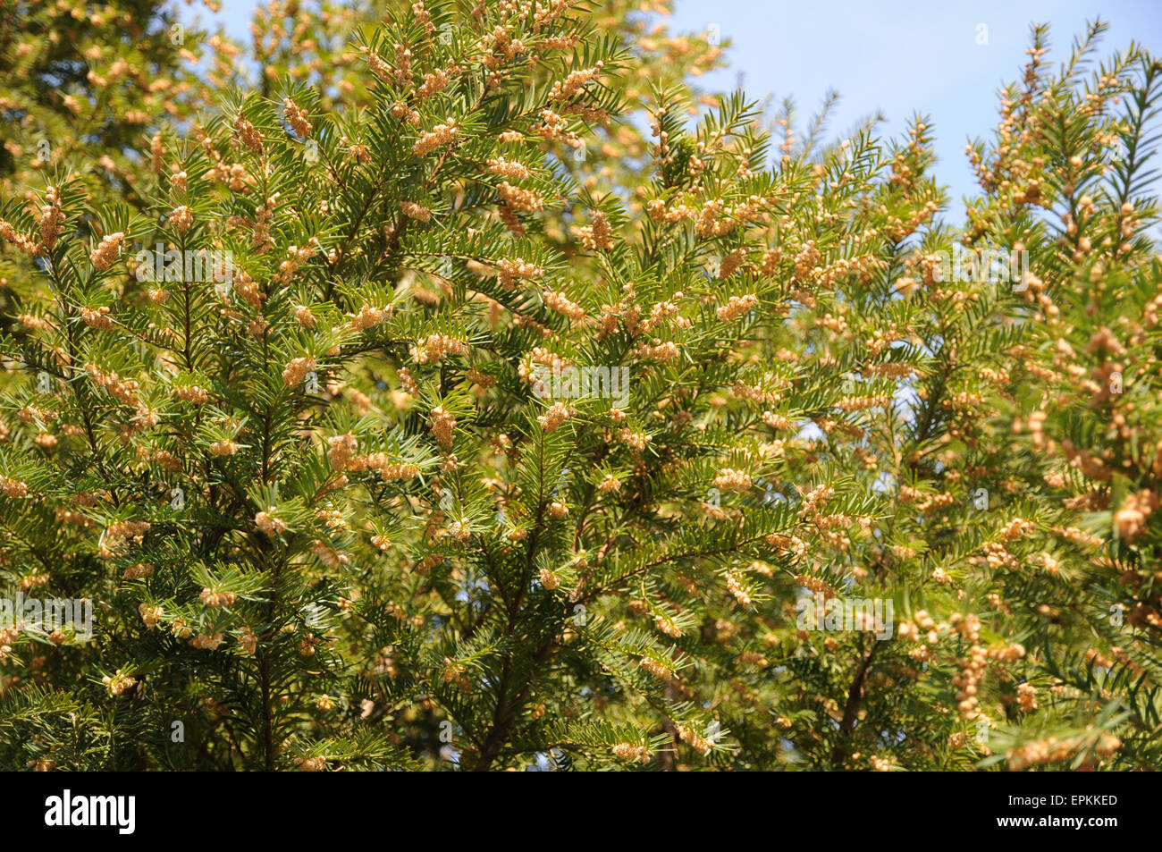 Taxus baccata yew male flowers hi-res stock photography and images - Alamy