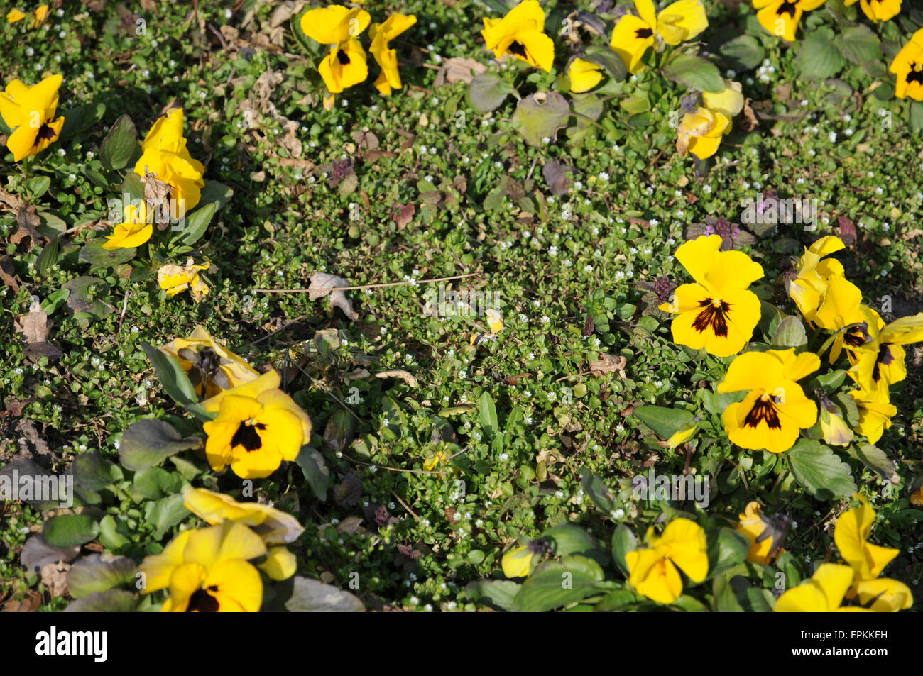 Chickenword hi-res stock photography and images - Alamy