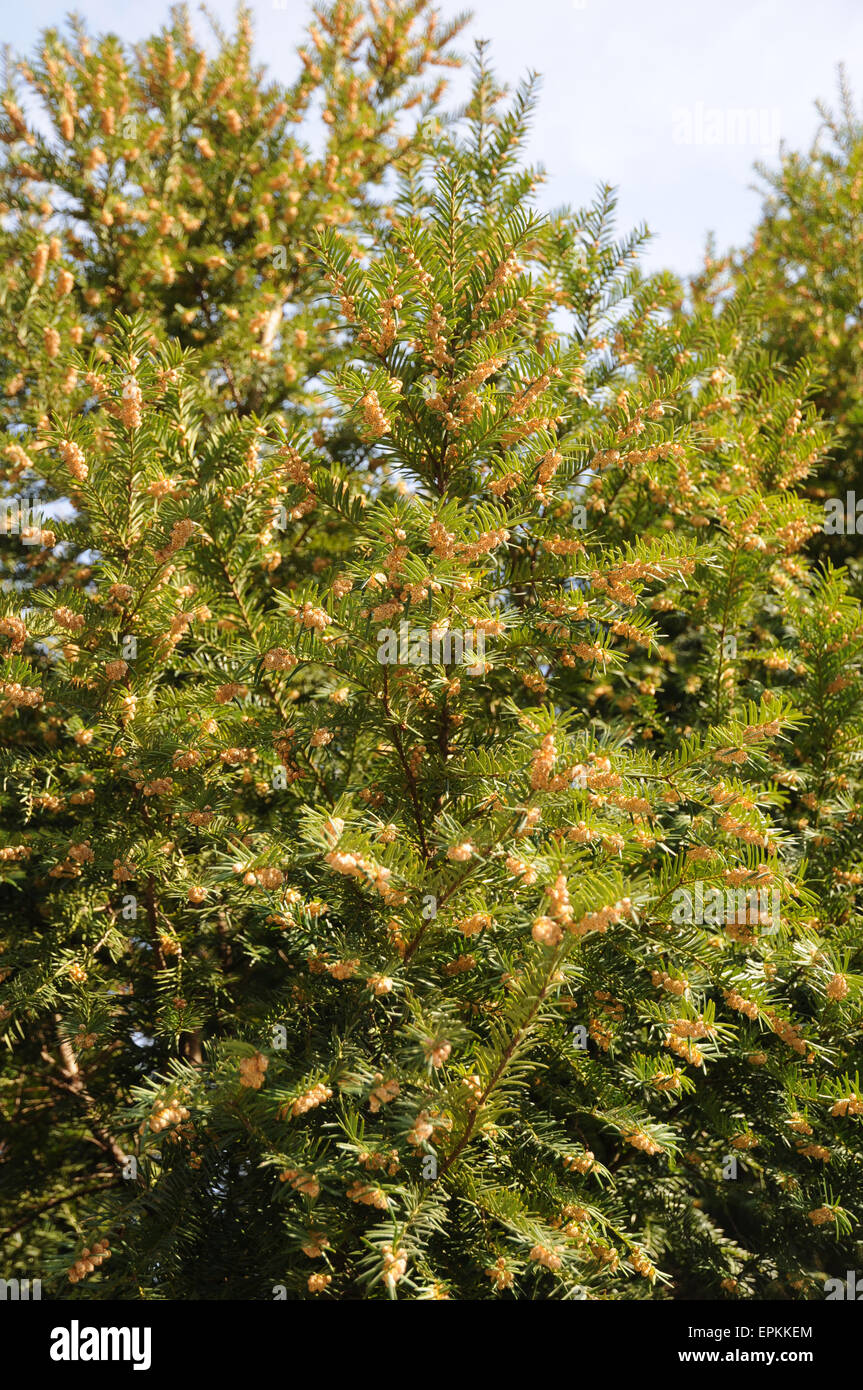 Taxus baccata yew male flowers hi-res stock photography and images - Alamy