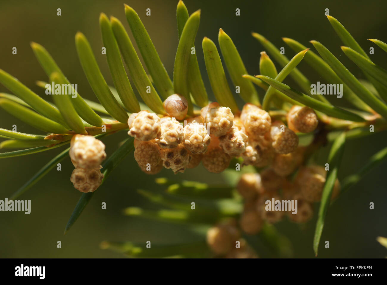 Male flowers of the yew tree hi-res stock photography and images - Alamy