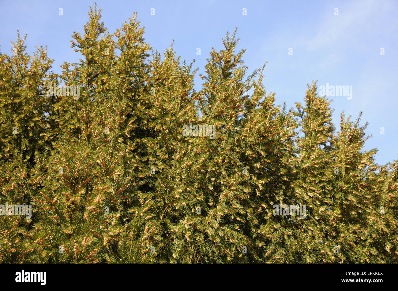 Male flowers of the yew tree hi-res stock photography and images - Alamy