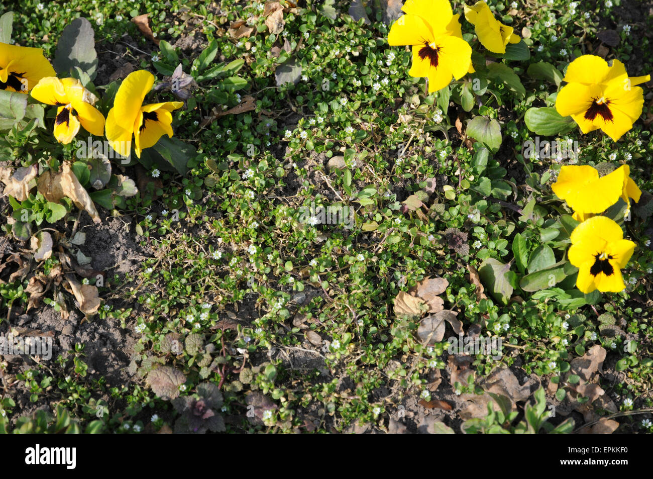 Chicken weed hi-res stock photography and images - Alamy