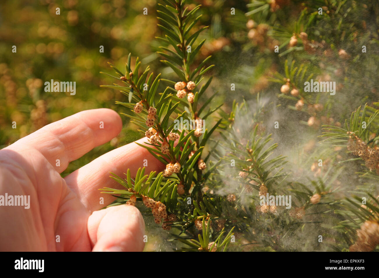 Taxus baccata yew male flowers hi-res stock photography and images - Alamy