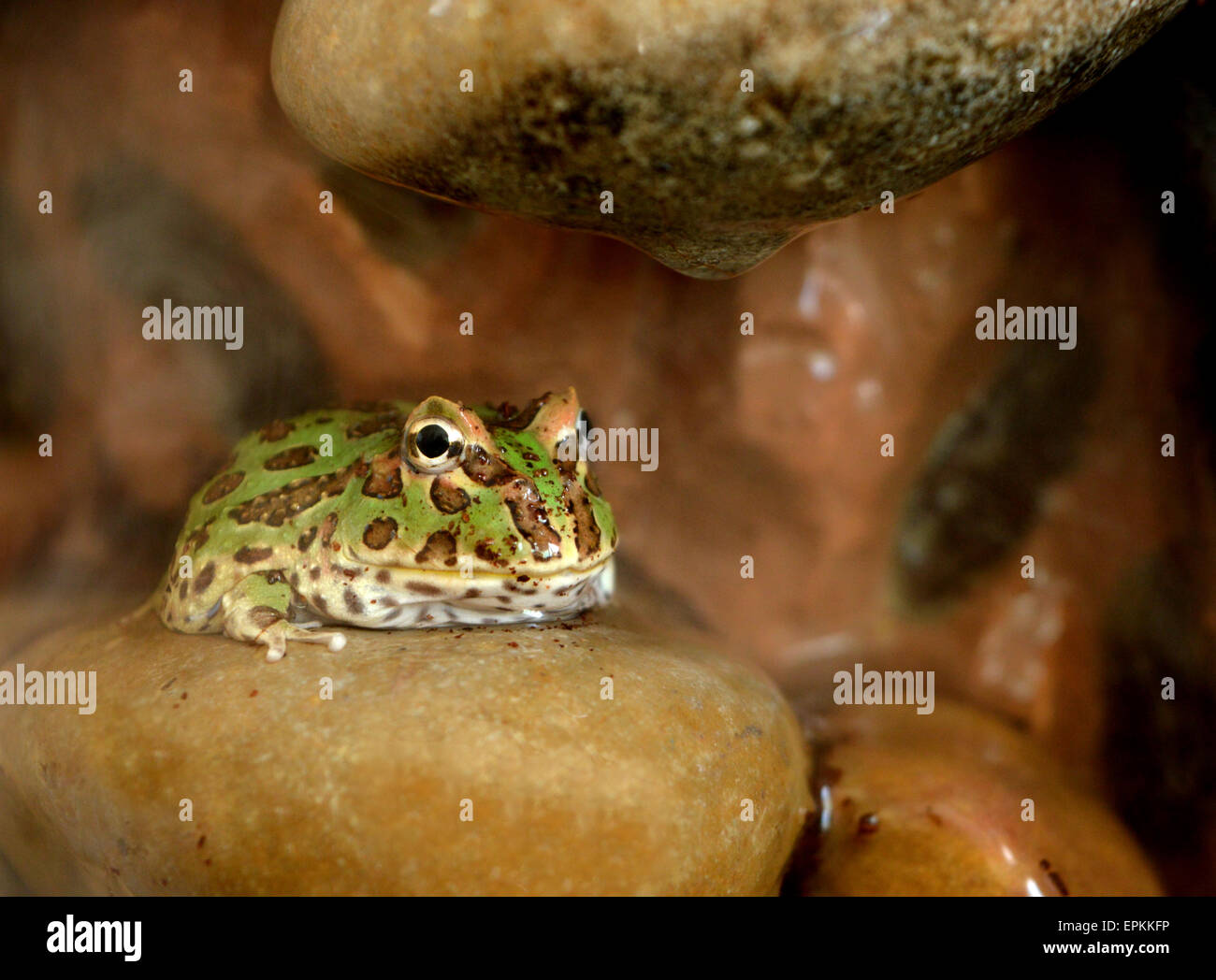 Ceratophrys cranwelli hi-res stock photography and images - Alamy
