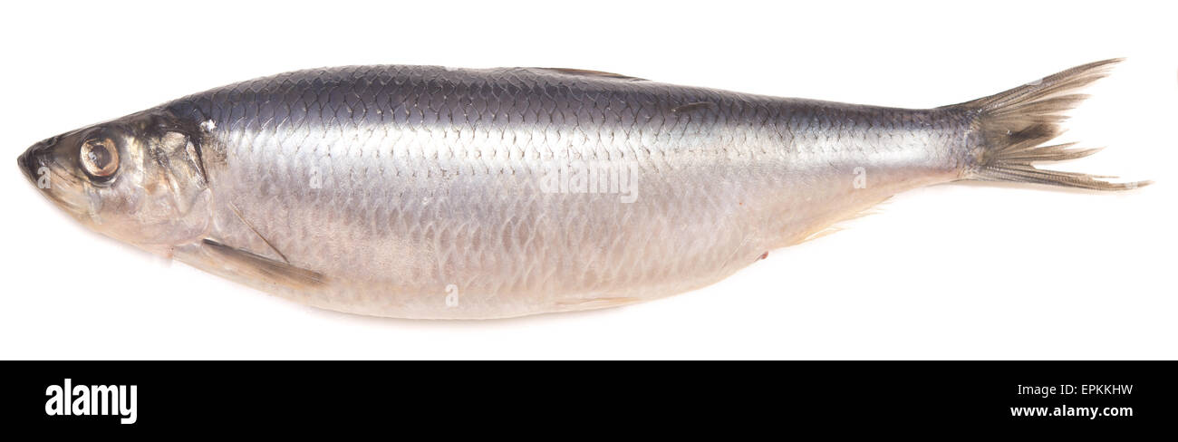 Herring underwater hi-res stock photography and images - Alamy