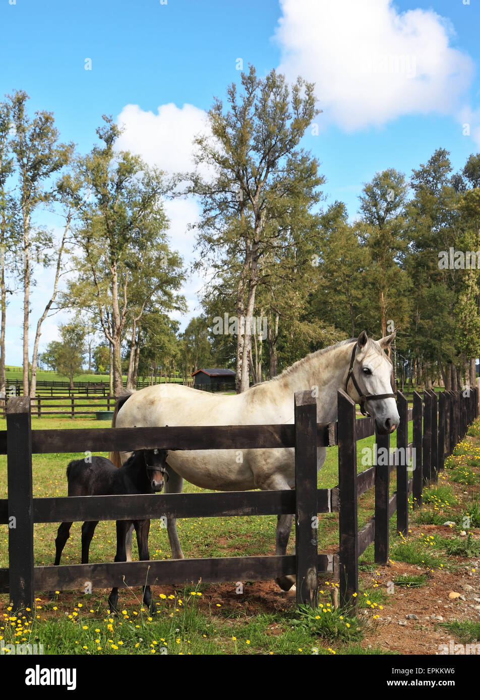 Thoroughbred white horse with black colt Stock Photo - Alamy