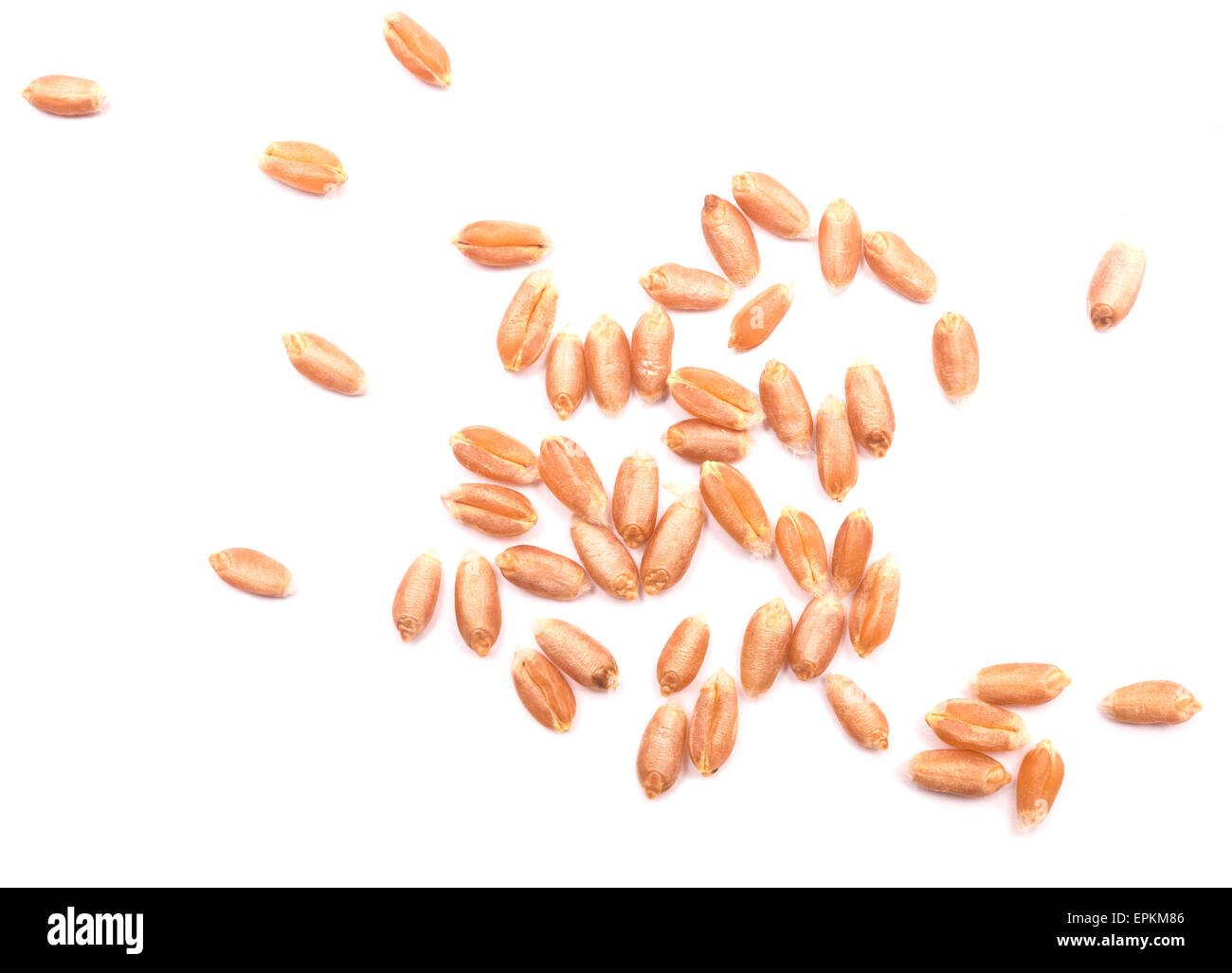 Growing grain Cut Out Stock Images & Pictures - Alamy