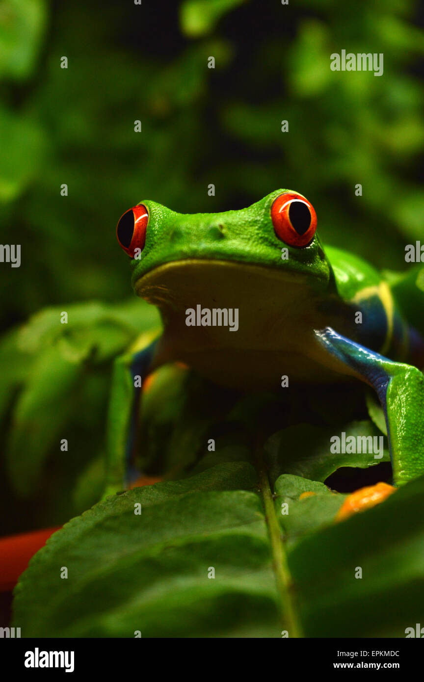 red eye frog Stock Photo - Alamy