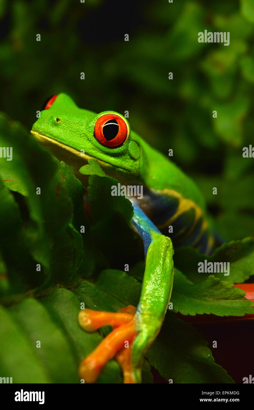 red eye frog Stock Photo - Alamy