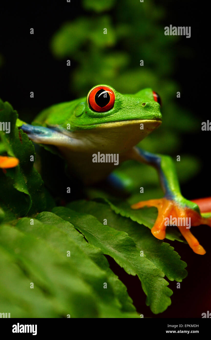 red eye frog Stock Photo - Alamy