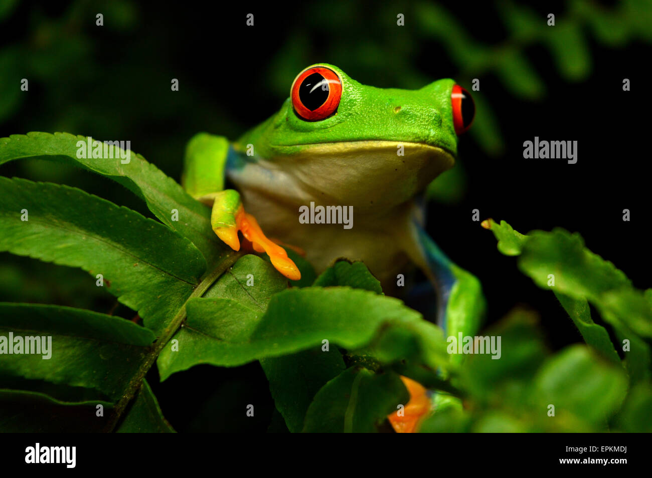 red eye frog Stock Photo - Alamy