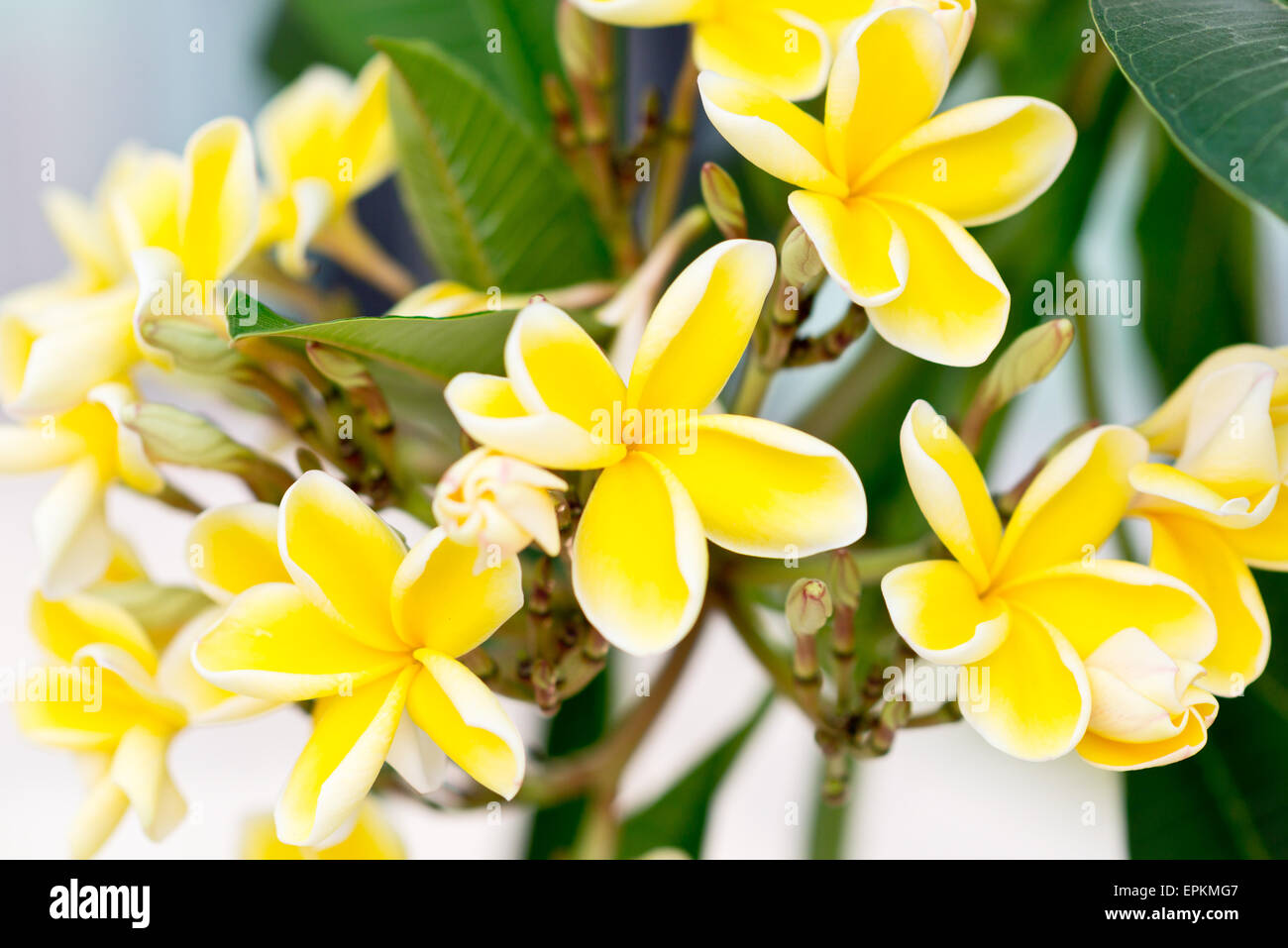 Thai frangipani tree hi-res stock photography and images - Alamy